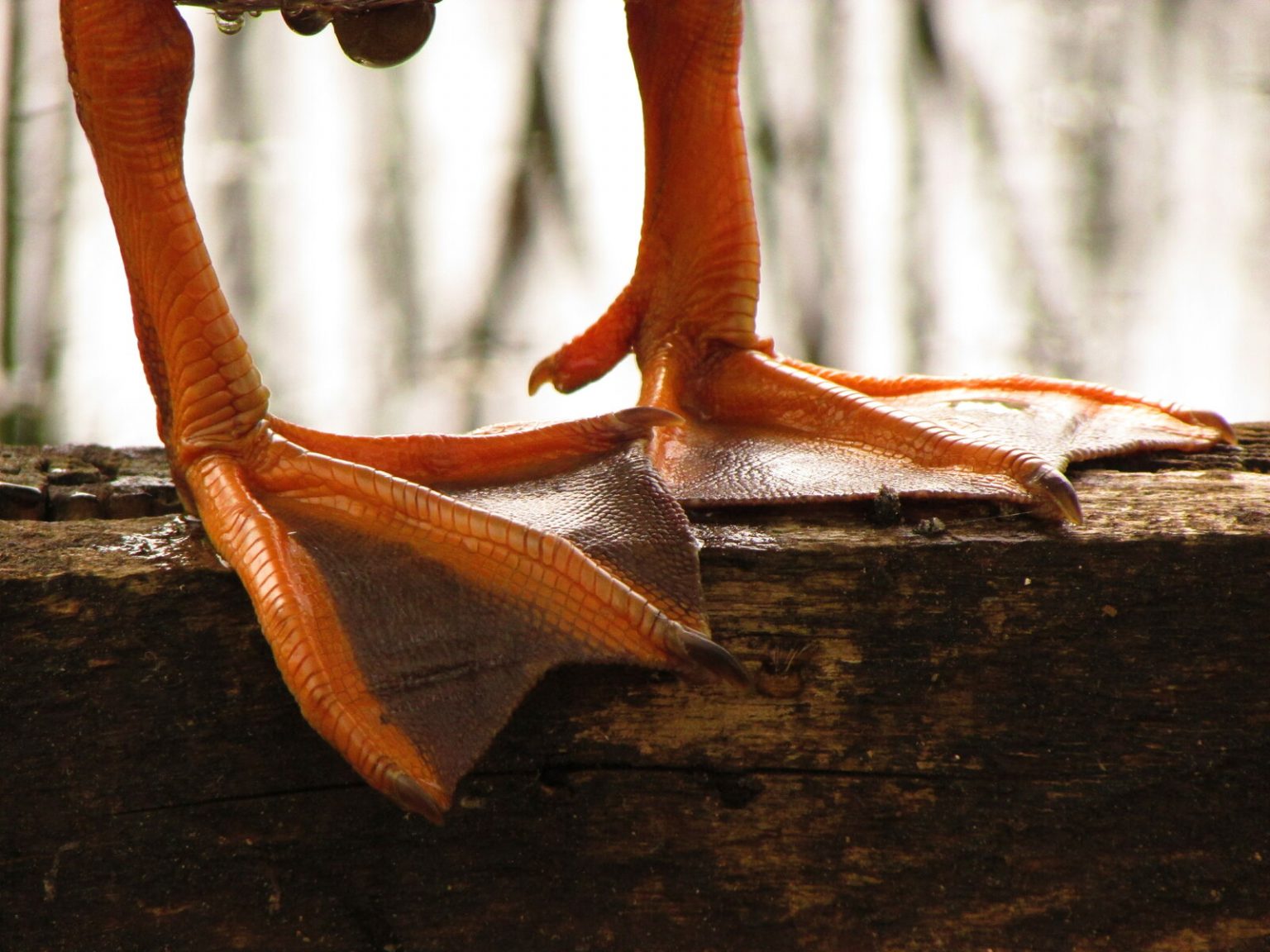 Why Don't Ducks' Feet Freeze? - Backyard Poultry